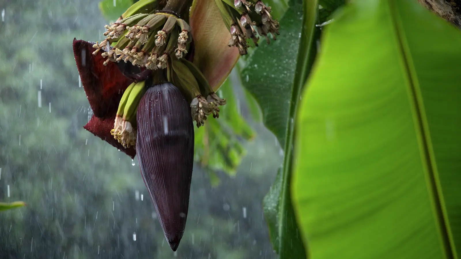 写真集の夜飯沢耕太郎オンライン・フォトブック・ギャラリー第10回 館野二朗 『AWAI 奄美2016-2025』 出版記念トークをめぐたまより ...